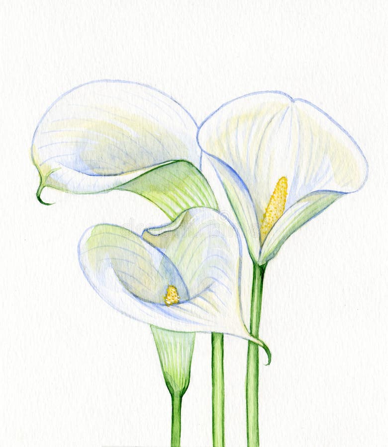 Calla Stock Illustrationen, Vektoren, & Kliparts - 5,586 Stock ...
