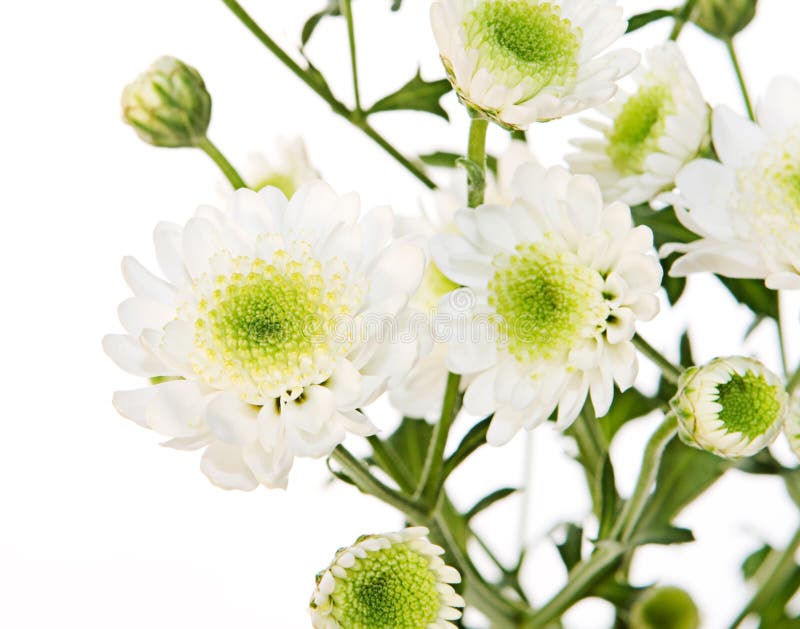 Weiße Blumen auf Weiß stockfoto. Bild von blüte, garten - 12099488