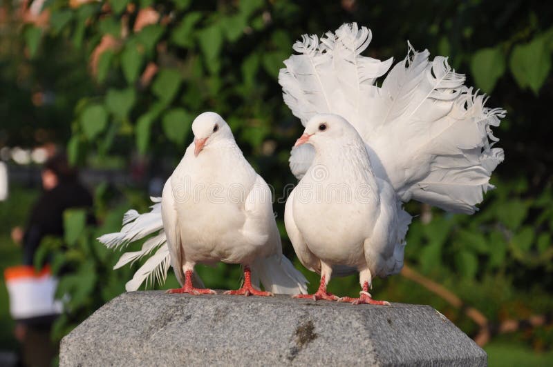 Brieftauben stockbild. Bild von kommunikation, federn - 3528405