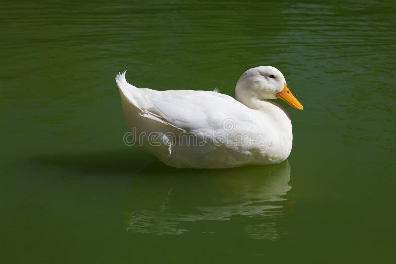 Weiße Ente stockbild. Bild von park, schwimmen, wasser - 11716597