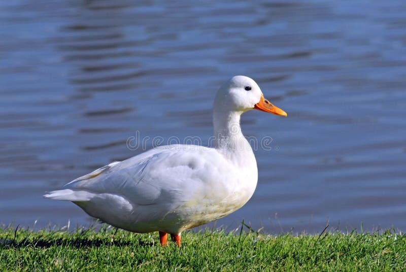Weiße Ente Mit Dem Orange Schnabel Und Den Füßen Eine Ausdehnung Habend ...