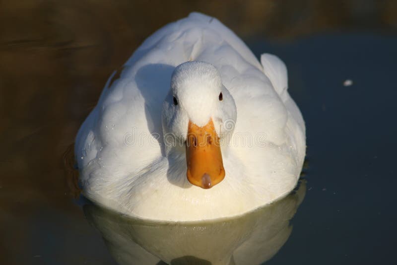 Ente Auf Einem Kleinen Teich Bei Sonnenuntergang Stockfoto - Bild von ...