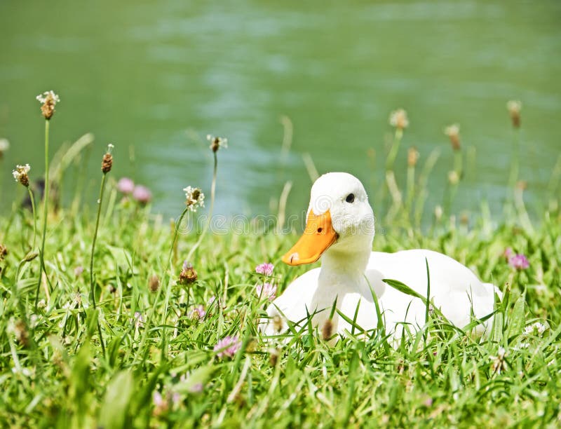 Weiße Ente stockfoto. Bild von sommer, fotographie, stockente - 29702736