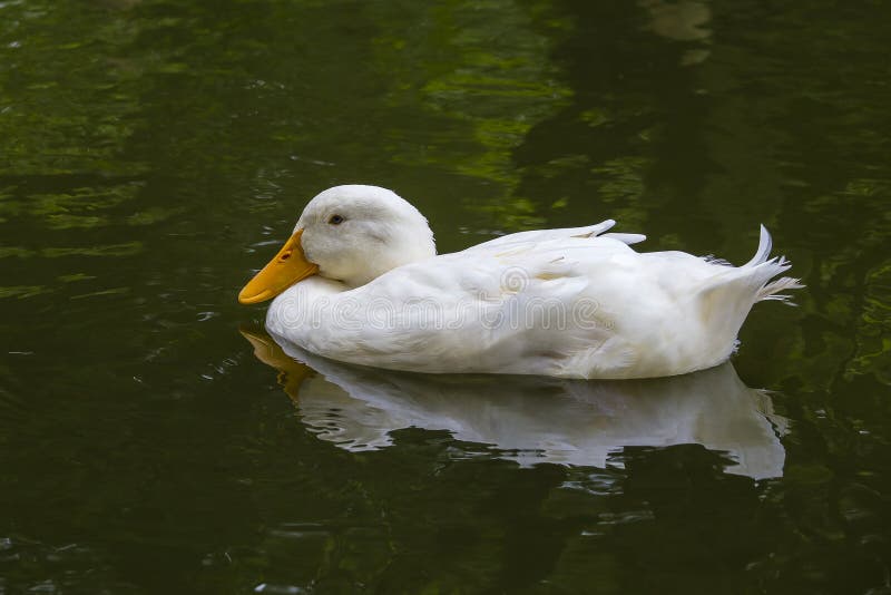 Weiße Ente Im Teich Oder Im See Mit Wasserhintergrund Stockbild - Bild ...