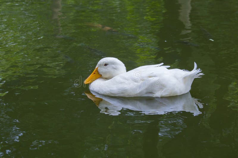 Weiße Ente Im Teich Oder Im See Mit Wasserhintergrund Stockbild - Bild ...