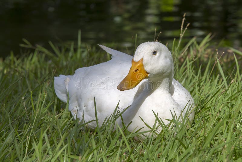 Weiße Ente Im Teich Oder Im See Mit Wasserhintergrund Stockbild - Bild ...