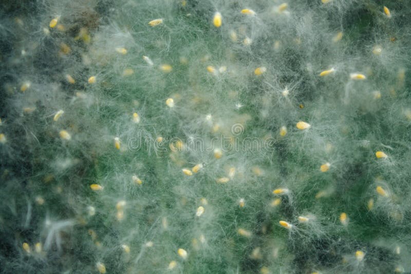 Flaum Der Weißen Pappel In Der Blüte Stockfoto - Bild von schönheit ...
