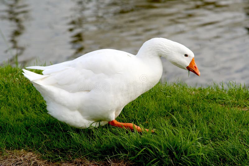 Weiße Gans stockfoto. Bild von schnabel, haustier, vogel - 36215956