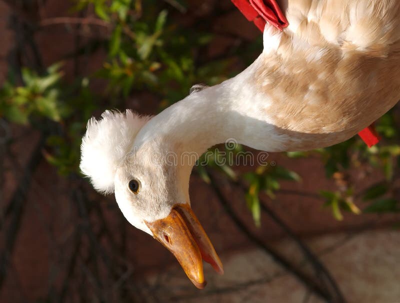 Weiße Gans stockfoto. Bild von schnabel, vieh, gans, tier - 2428596