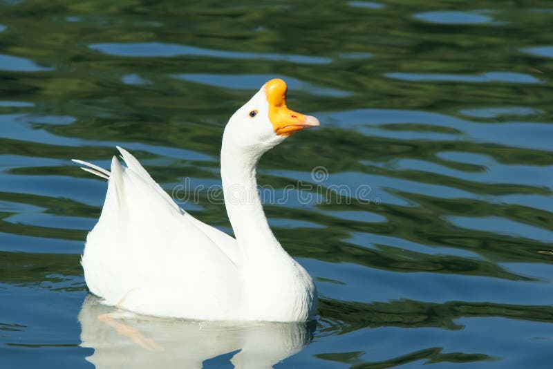 Weiße Gans stockbild. Bild von gans, wasser, wild, tier - 27003621
