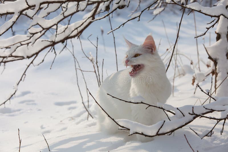 Weiße Katze Maine Coons Im Wilden Schnee Stockbild - Bild von blick ...