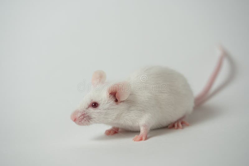 Weiße Labormaus Auf Einem Weißen Hintergrund Stockbild - Bild von ...