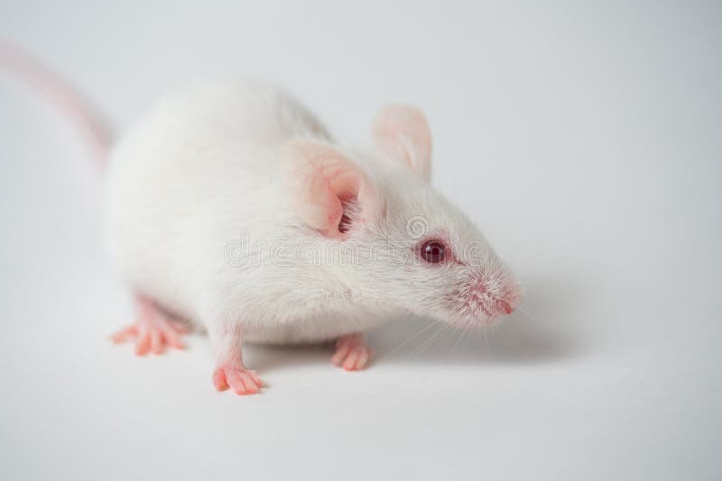 Ratte Im Labor. Tierexperimente Stockfoto - Bild von chemie, maus: 17677926