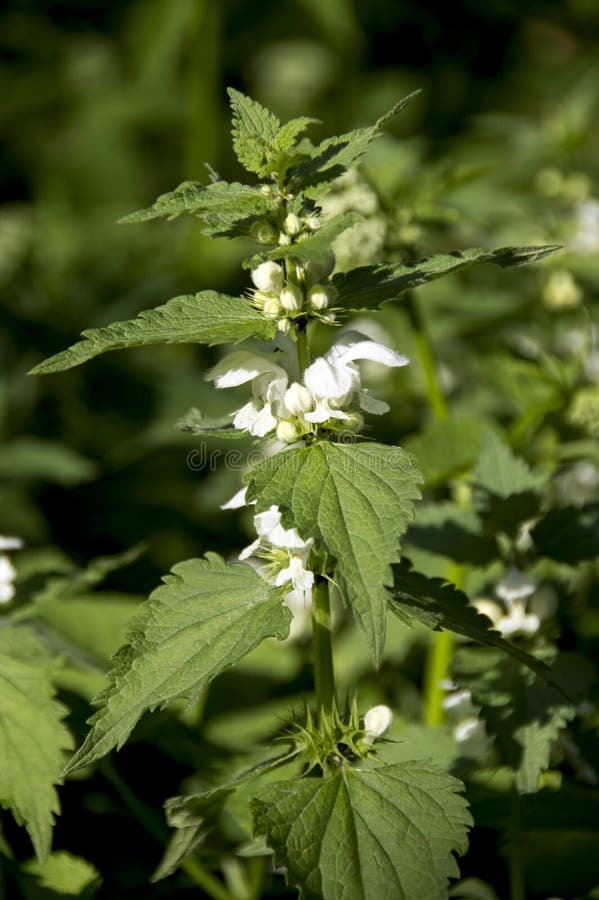Weiße Nessel stockbild. Bild von nahaufnahme, blatt, nahrung - 41484209