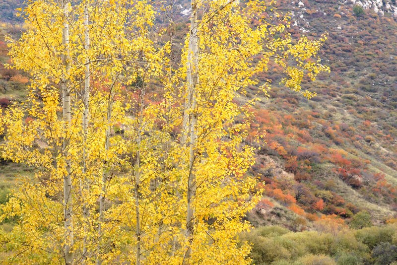 Flaum Der Weißen Pappel in Der Blüte Stockfoto - Bild von allergisch ...
