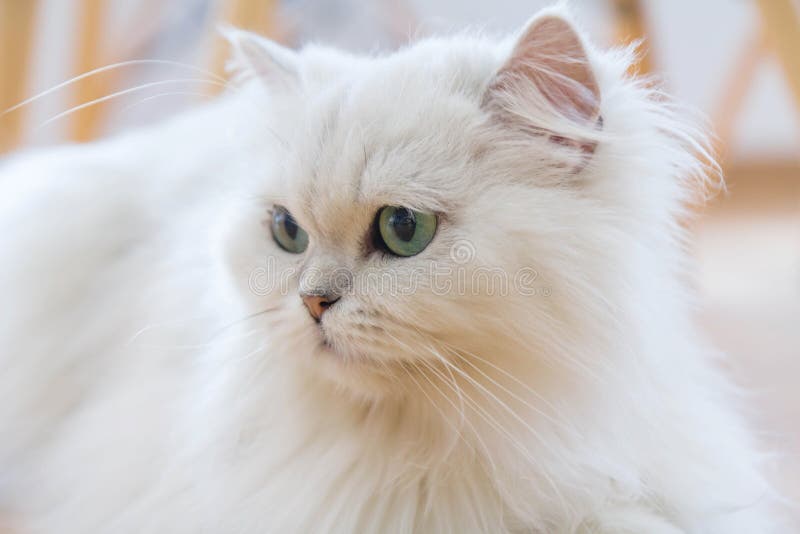 Weiße persische Katzen stockfoto. Bild von blick, persisch - 83056230