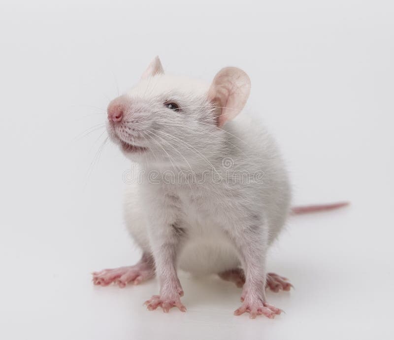 Weiße Ratte stockbild. Bild von köder, maus, verunreinigung - 30420943