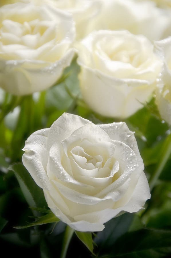 Weiche Vollerblühte Weiße Rosen Stockbild - Bild von luxuriös, frisch ...