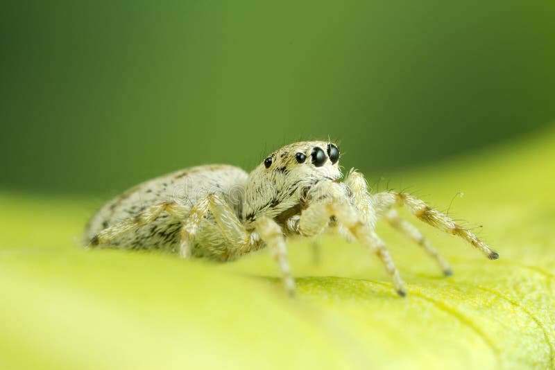Springende Spinnen stockbild. Bild von bilder, insekte - 29415253