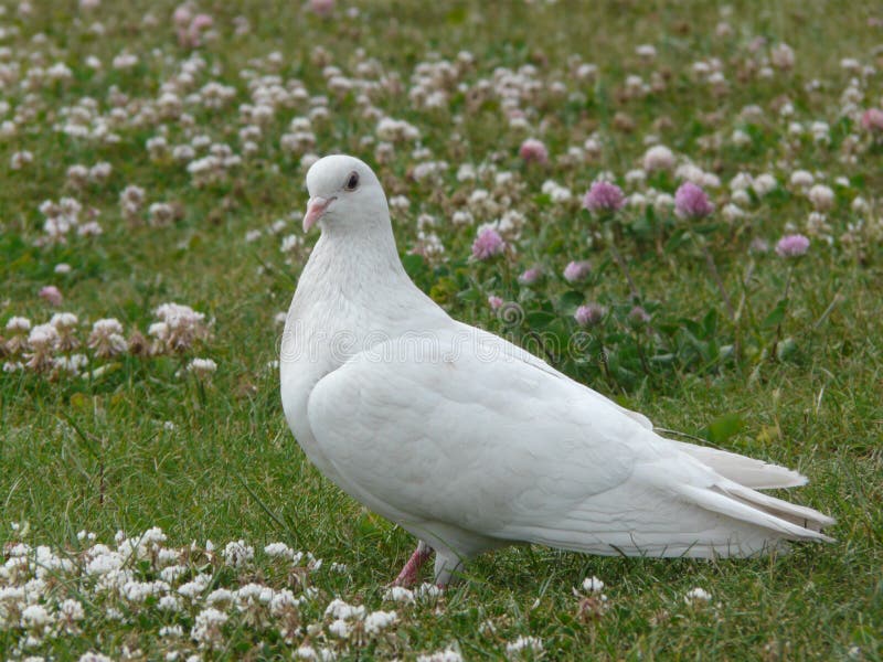Weiße Taube stockfoto. Bild von boden, tier, fledge, grau - 20803754