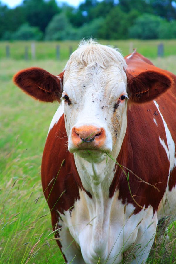 Braune Kuh Stockfotos und Bilder - Laden Sie 2,891 lizenzfreie Fotos ...