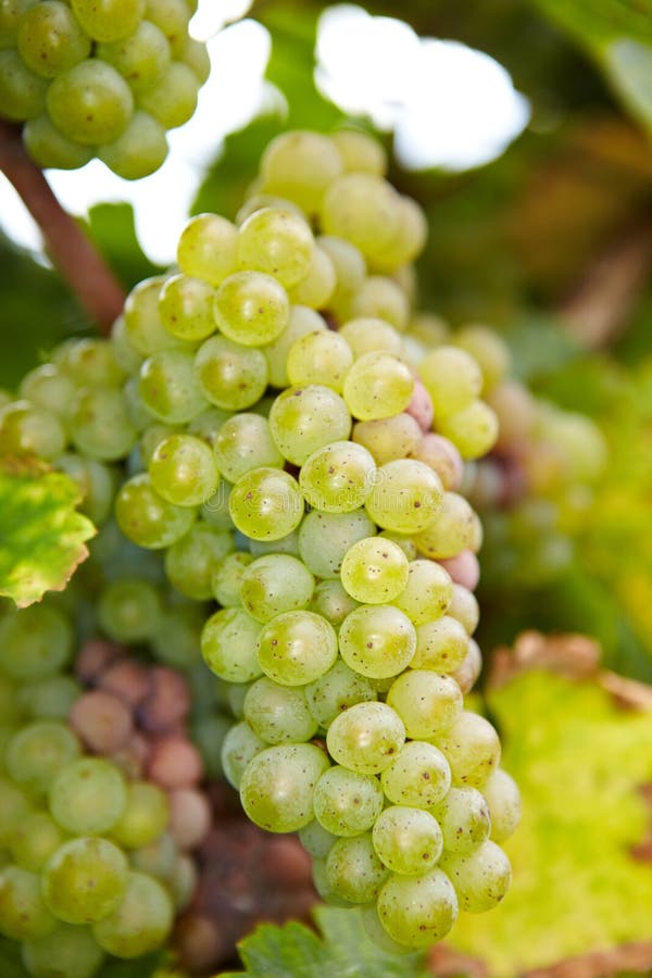 Riesling-Weintrauben stockbild. Bild von traube, weinberg - 25882241