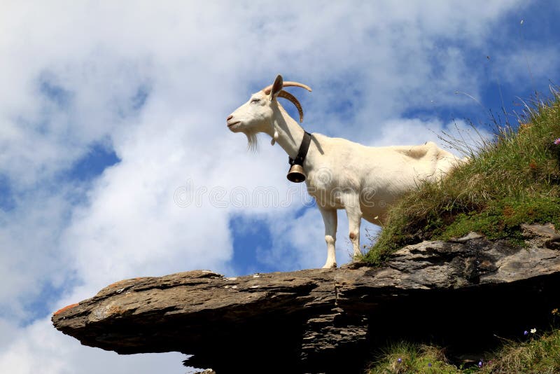Weiße Ziege Auf Den Felsen in Den Schweizer Bergen Stockfoto - Bild von ...