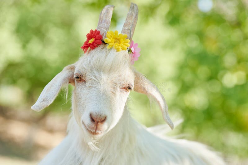 Weiße Ziege mit Blumen stockfoto. Bild von frau, hupe - 71737446