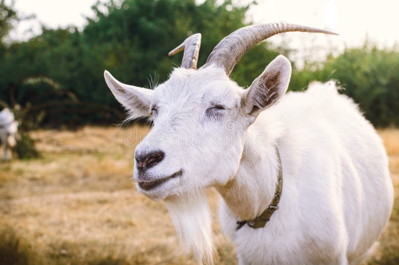 Zwei Ziegen stockfoto. Bild von braun, outdoor, gras, ohren - 8045098