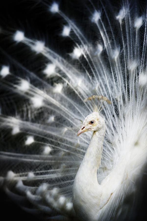 Weißer Albino-Pfau stockfoto. Bild von pfauhenne, albino - 21109896