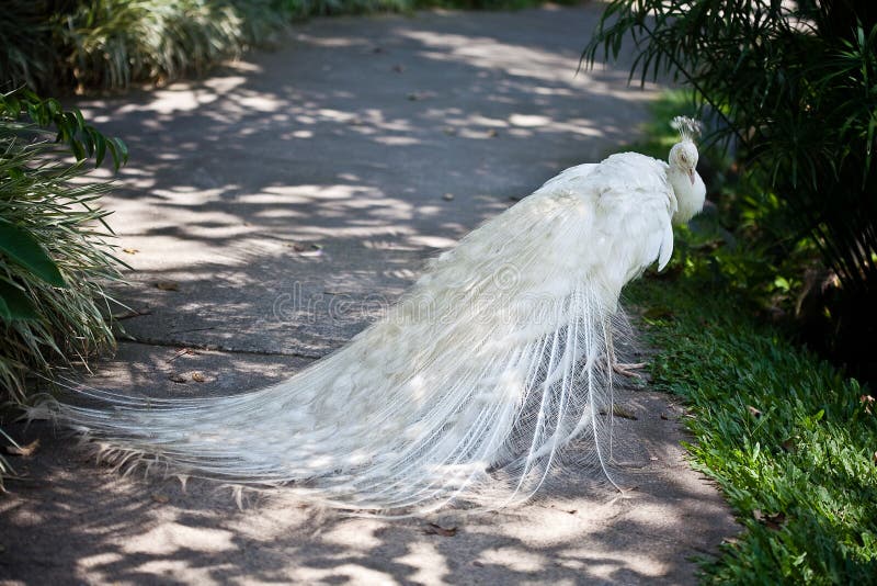 Albino-Pfau stockfoto. Bild von albino, feder, auge, tier - 20891264