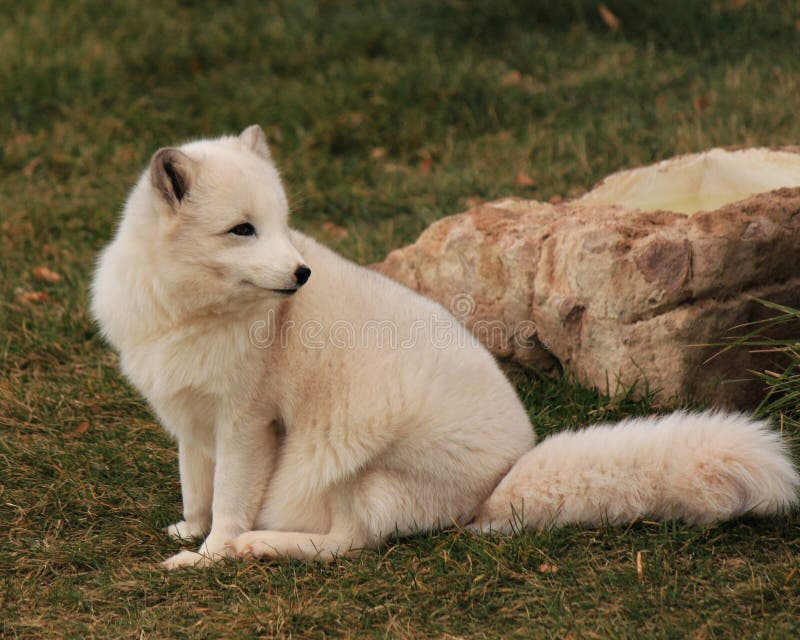 Weißer arktischer Fuchs stockfoto. Bild von weiß, fuchs - 40996408