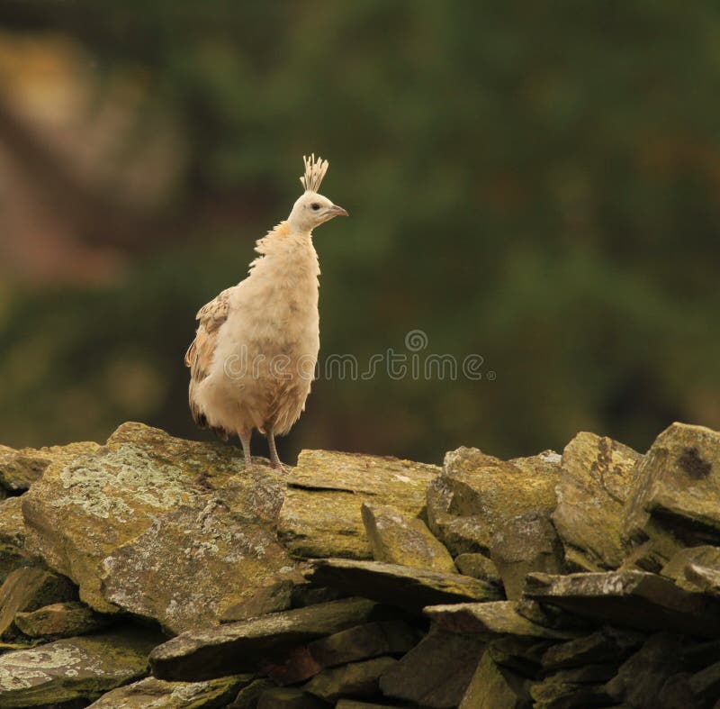 Baby-Pfau stockbild. Bild von familie, frau, essen, braun - 82906723