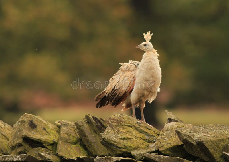 Baby-Pfau stockbild. Bild von teich, wild, zwei, ente - 59696171