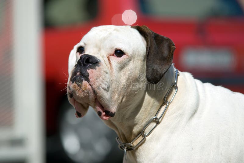 Weißer Boxer stockfoto. Bild von säugetier, stütze, entzückend - 1136698
