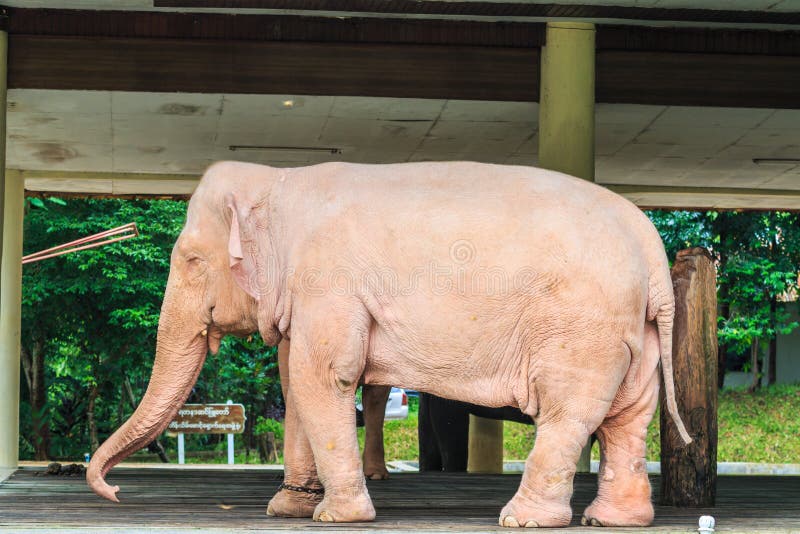 Weißer Elefant, Myanmar stockfoto. Bild von sorte, klatsch - 45584396