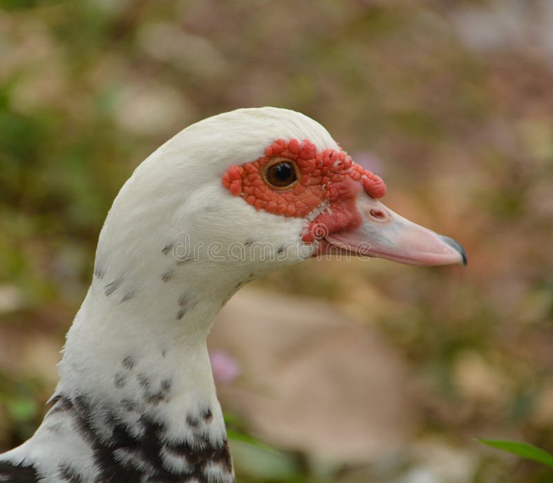 Grüner Und Weißer Kopf Der Inländischen Ente Stockbild - Bild von feder ...