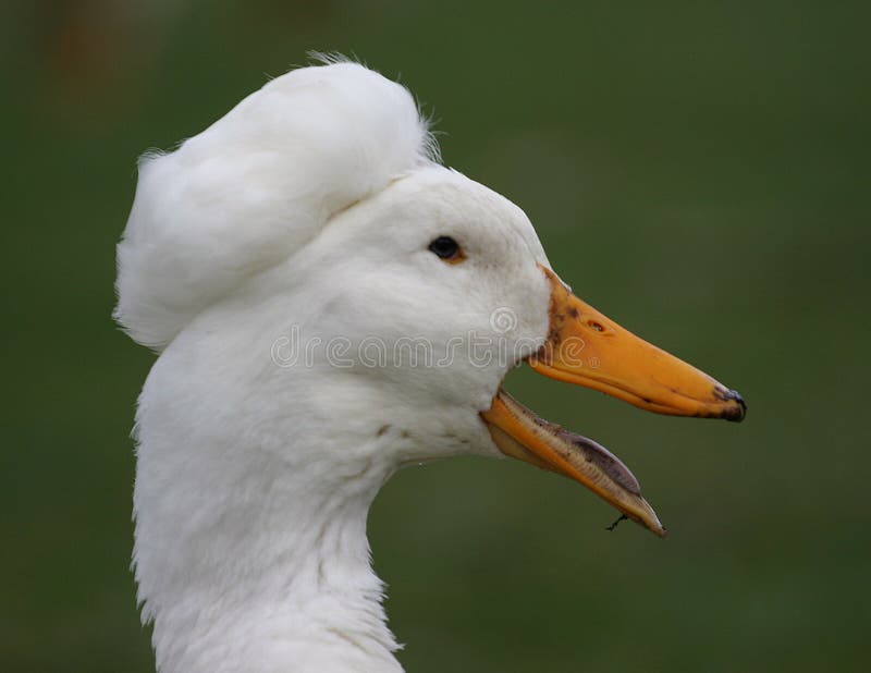 Afro-Ente stockbild. Bild von quaken, rechnung, tier, schnabel - 610181