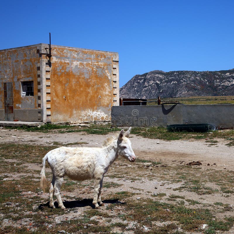 Weißer Esel, Asinara Insel Des Bewohners Nur, Sardinien Italien ...