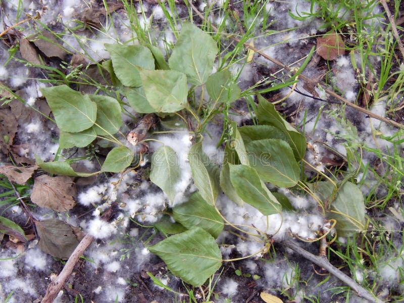Flaum Der Weißen Pappel In Der Blüte Stockfoto - Bild von flugwesen ...