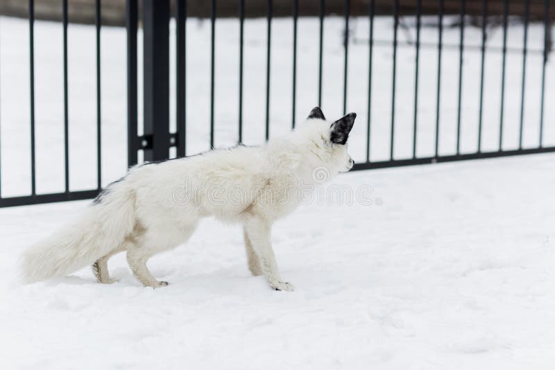 Weißer Fuchs stockfoto. Bild von antarktisch, jäger, säugetier - 70011882