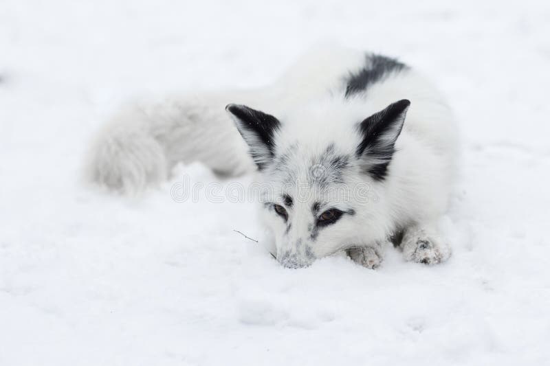 Weißer Fuchs stockfoto. Bild von tier, skandinavien, flaumig - 70012042