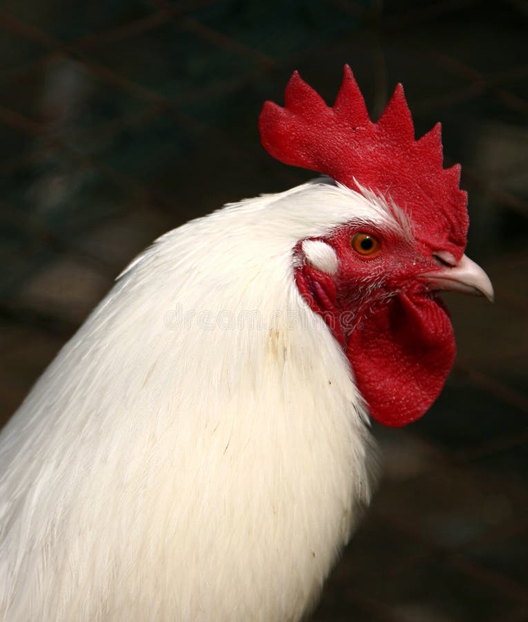 Weißer Hahn Mit Einem Großen Roten Kamm Stockfoto - Bild von hahn ...
