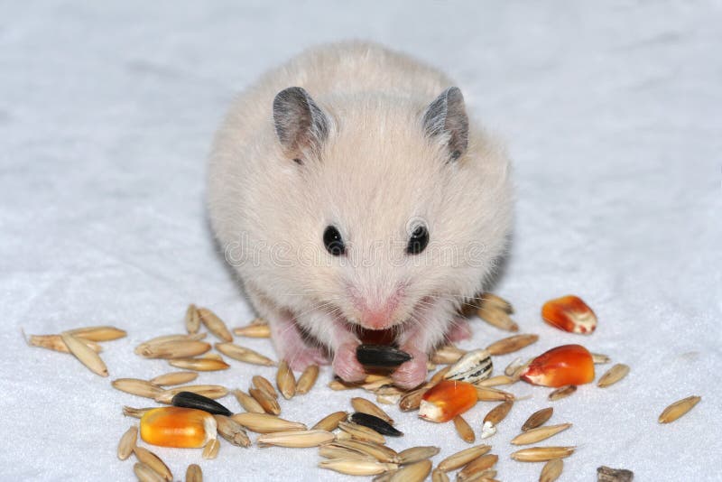 Hamster essen einen Samen stockfoto. Bild von makro, haarig - 44563704