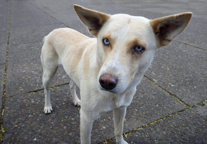 Weißer Hund Mit Blauen Augen Auf Einer Pflasterung Stockfoto - Bild von ...