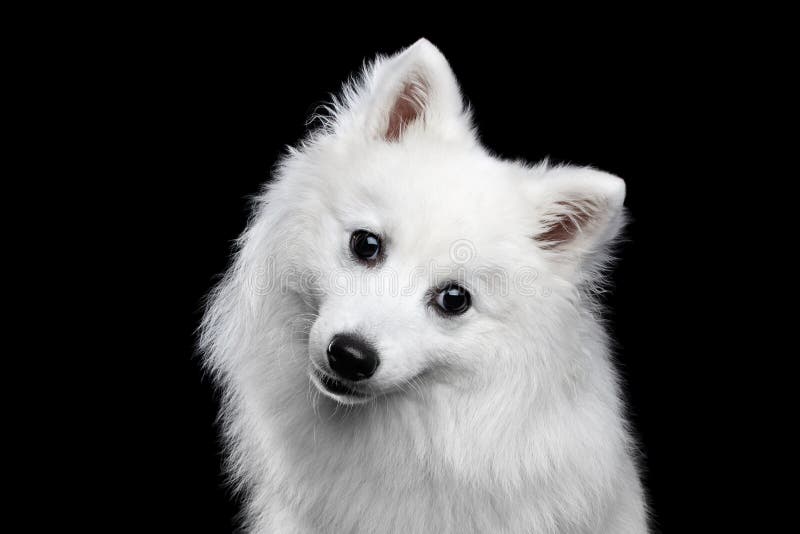 Hund Japanischer Weißer Spitz Auf Weißem Hintergrund Stockfoto - Bild ...