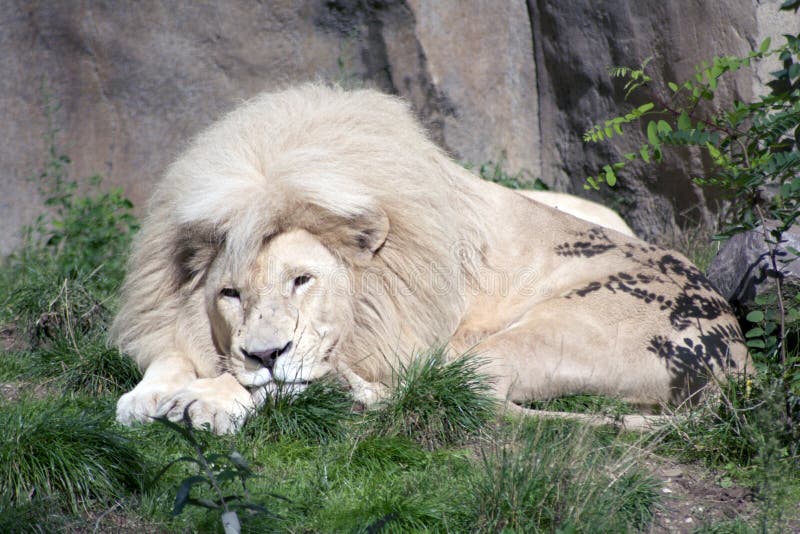 Weißer Löwe und Löwin stockfoto. Bild von paar, nave - 15173700