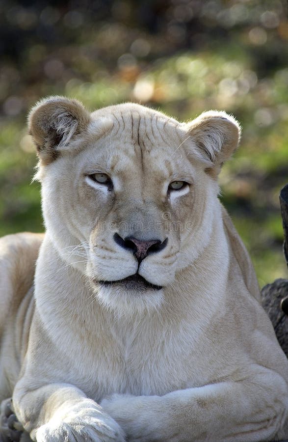 Weißer Löwe stockbild. Bild von königin, frau, löwin, löwe - 1748537