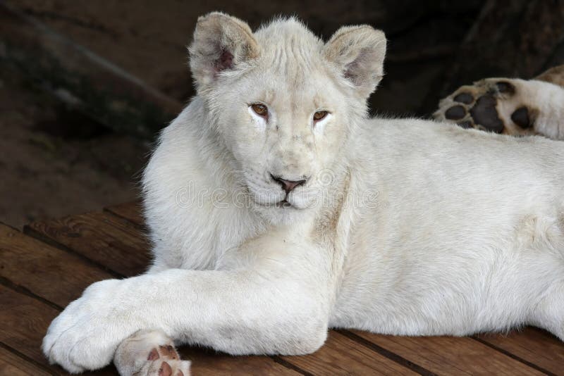 Weißer Löwe-Mann stockbild. Bild von pelz, ansicht, herumstreichen ...