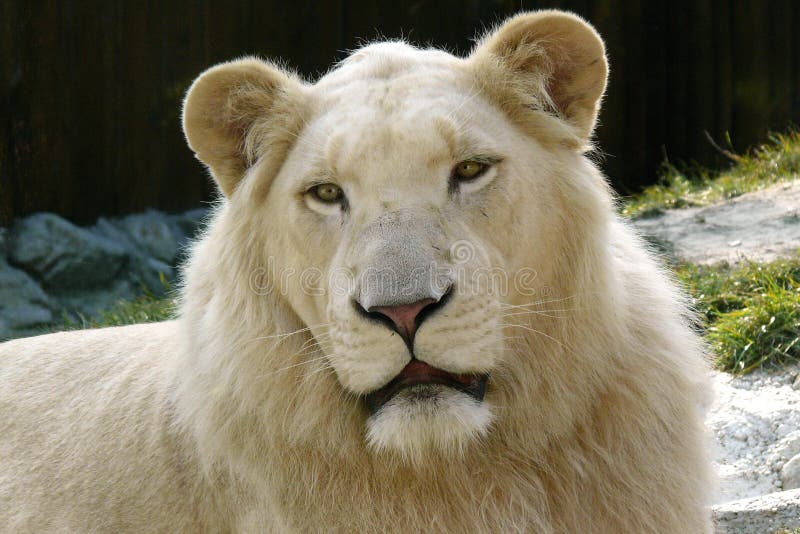 Weißer Löwe stockbild. Bild von afrika, könig, pelz, raub - 1965147